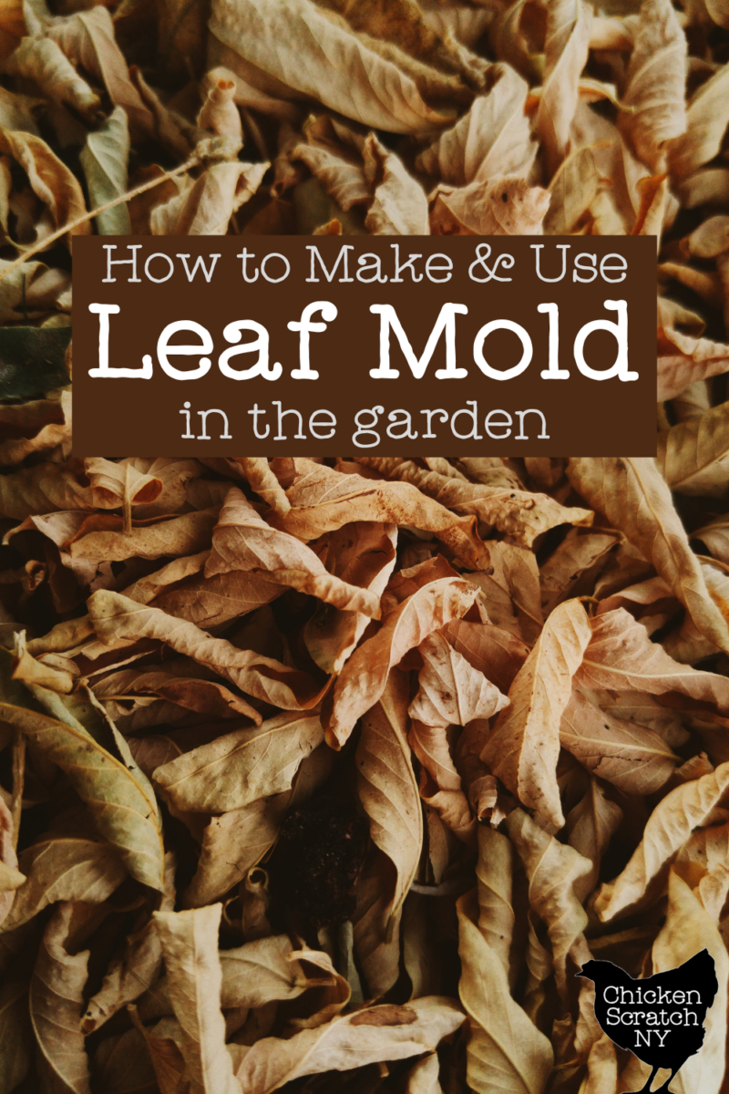 Leaf Mold