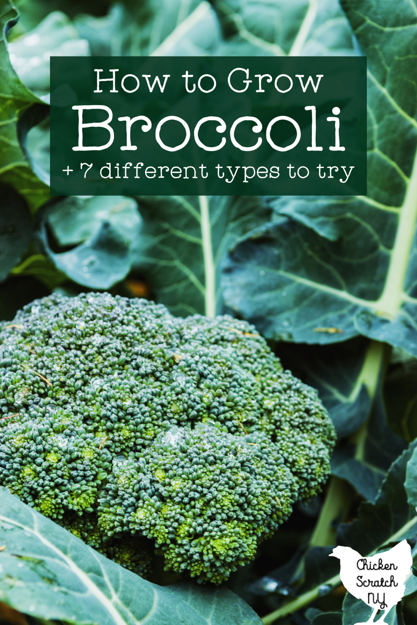 grow broccoli