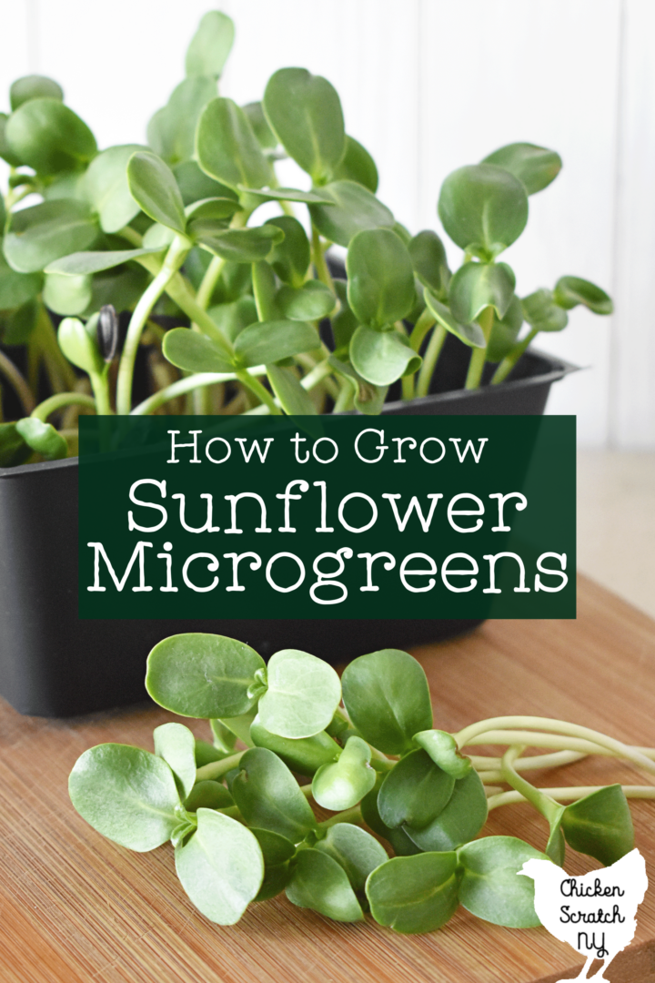 Grow Sunflower microgreens