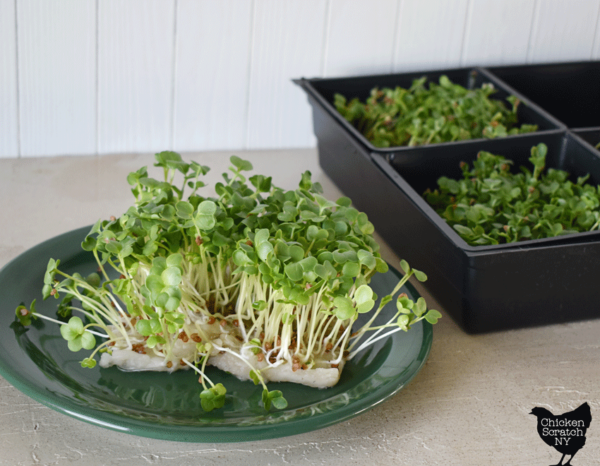 How to Grow Hydroponic Microgreens at Home